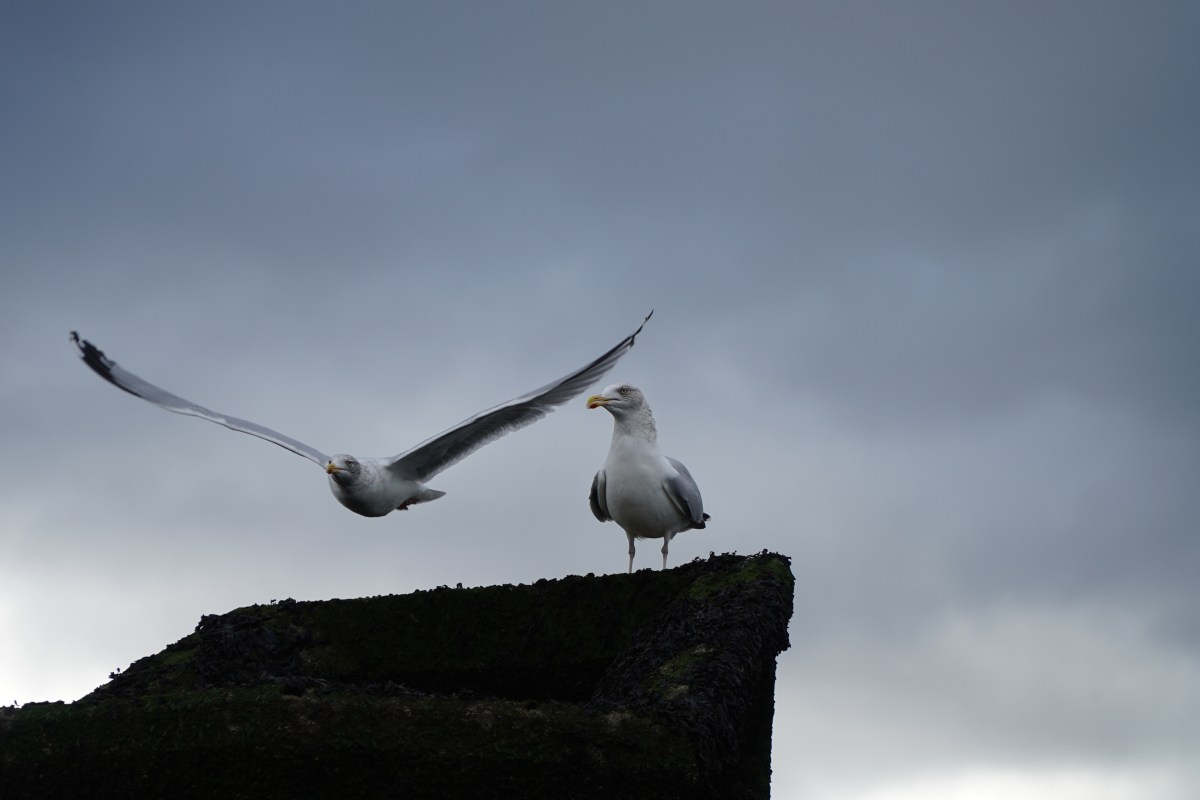 Jiahui Ivy Huang – Tell the untold story.